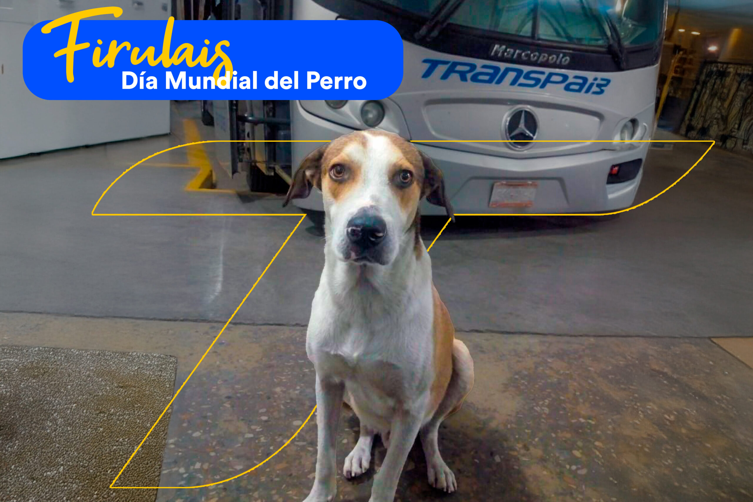 Firulais - Día Mundial del Perro – Mejor por autobus, ¡Mejor por Transpais!
